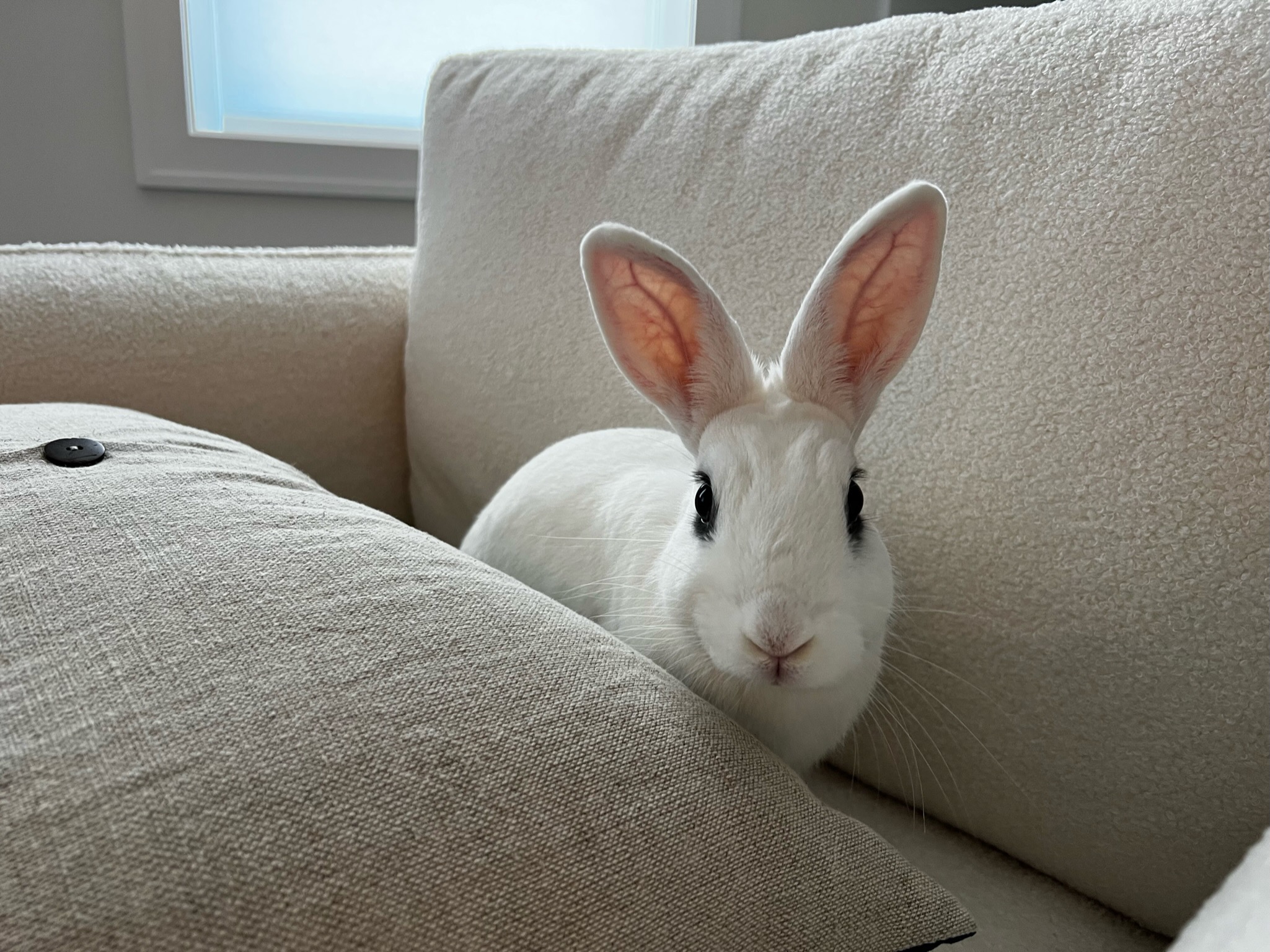 Education – House Rabbit Society of Chicago