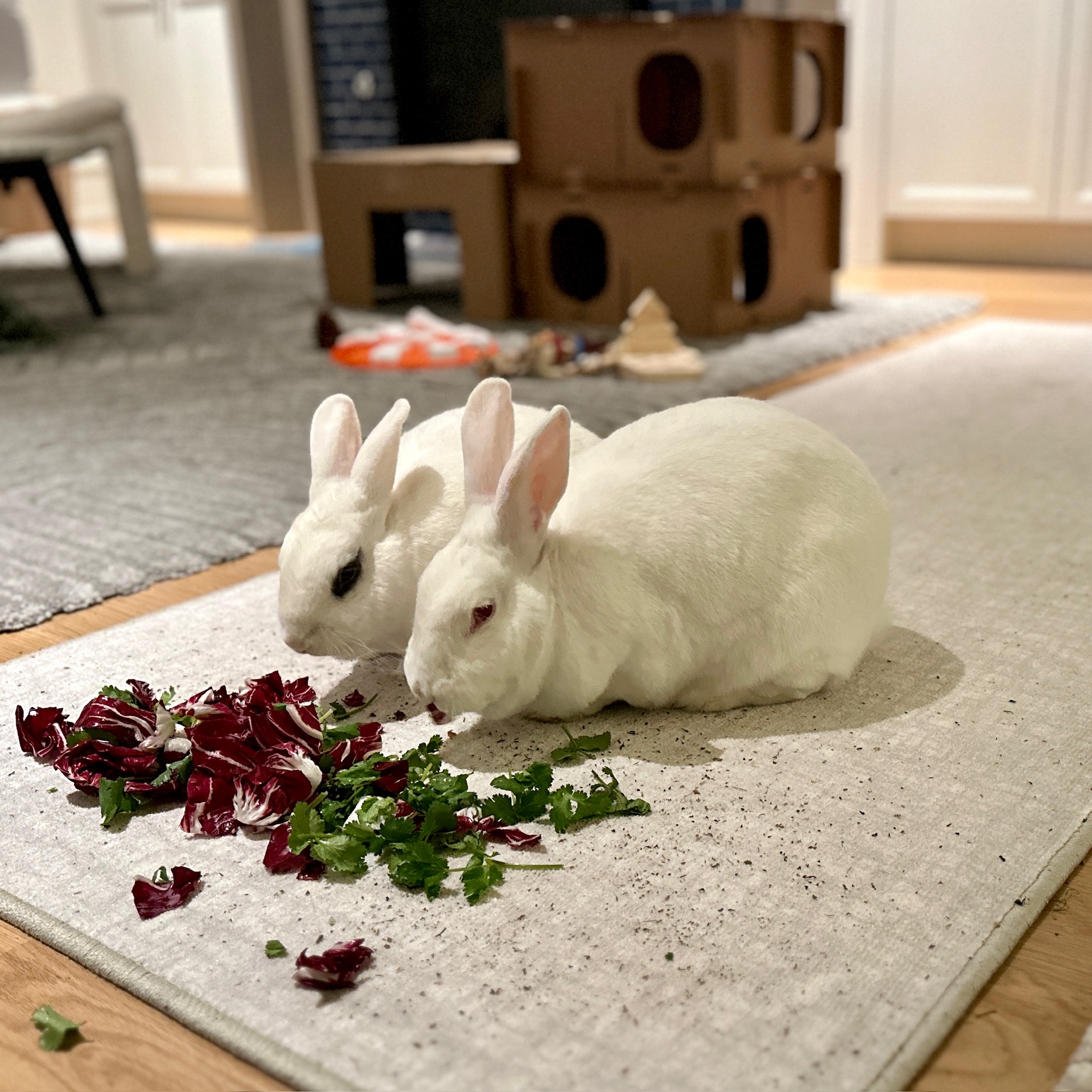 Education – House Rabbit Society of Chicago
